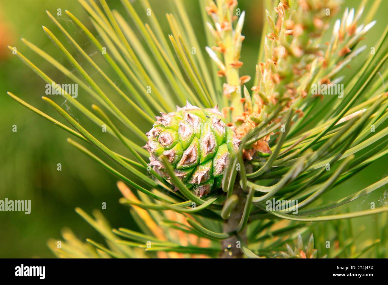 pine tree fruit, closeup of photo Stock Photo - Alamy