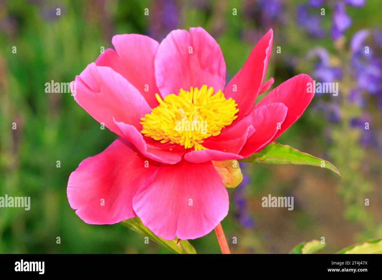 Peony flowers in a park, closeup of photo Stock Photo - Alamy
