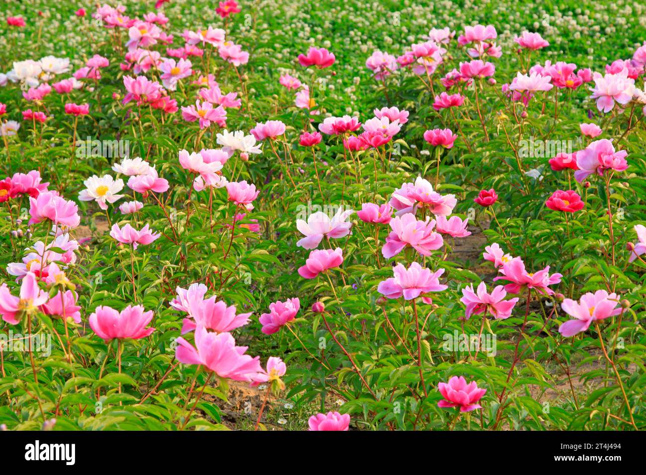 Peony flowers in a garden, closeup of photo Stock Photo - Alamy