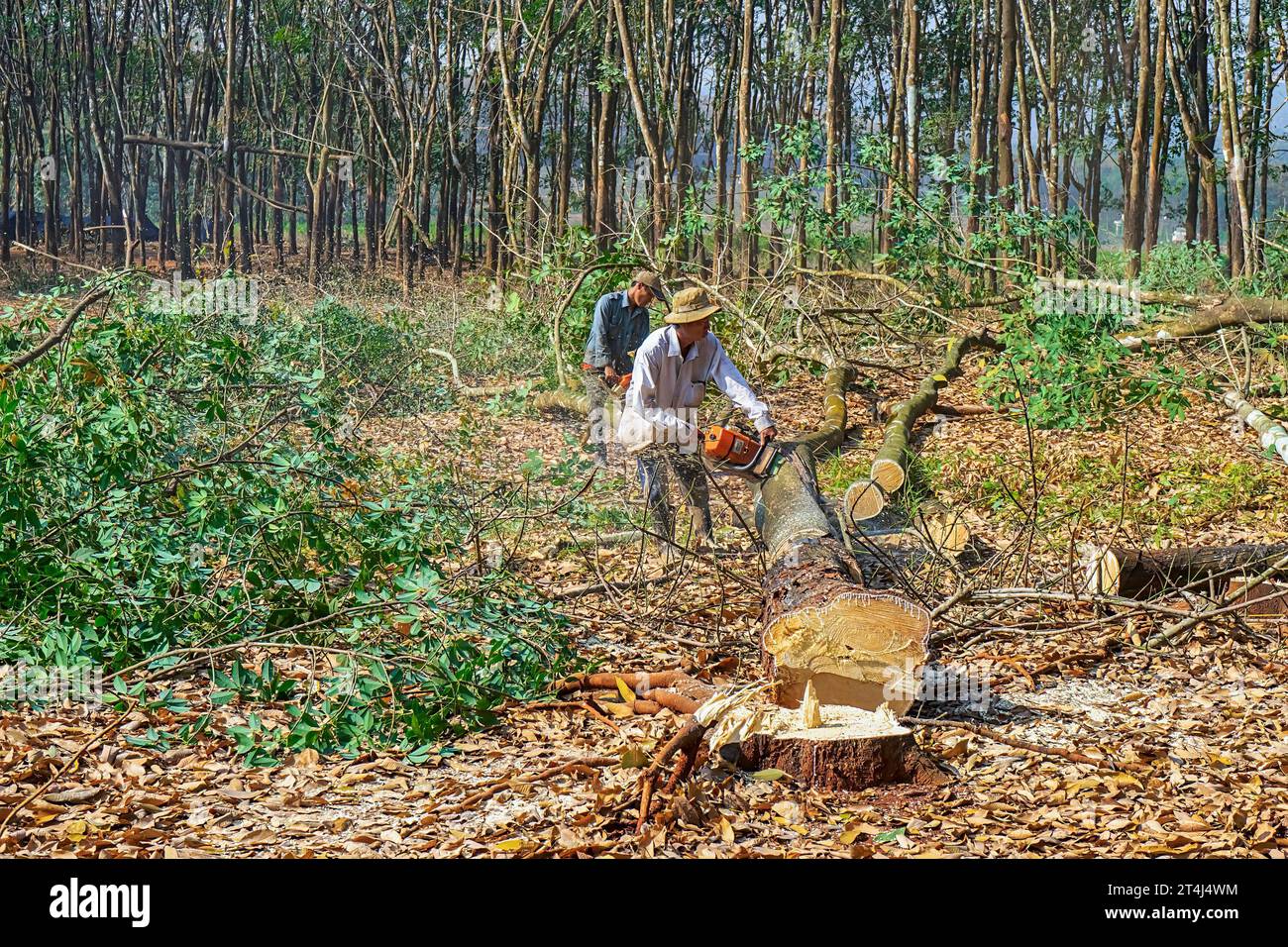 Binh Phuoc, Vietnam. Old rubber trees are cut short to be recycled to ...