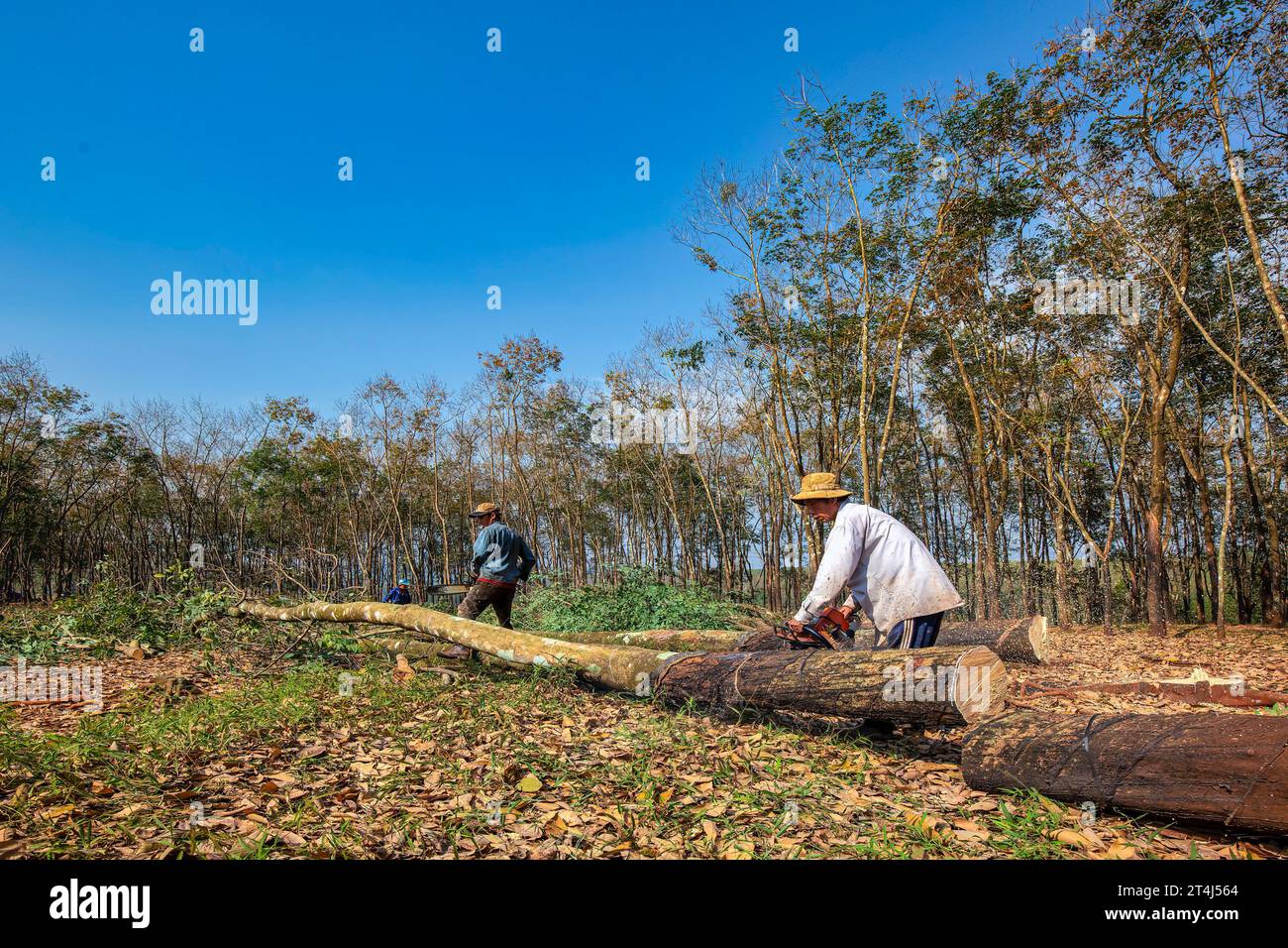 Binh Phuoc, Vietnam. Old rubber trees are cut short to be recycled to ...