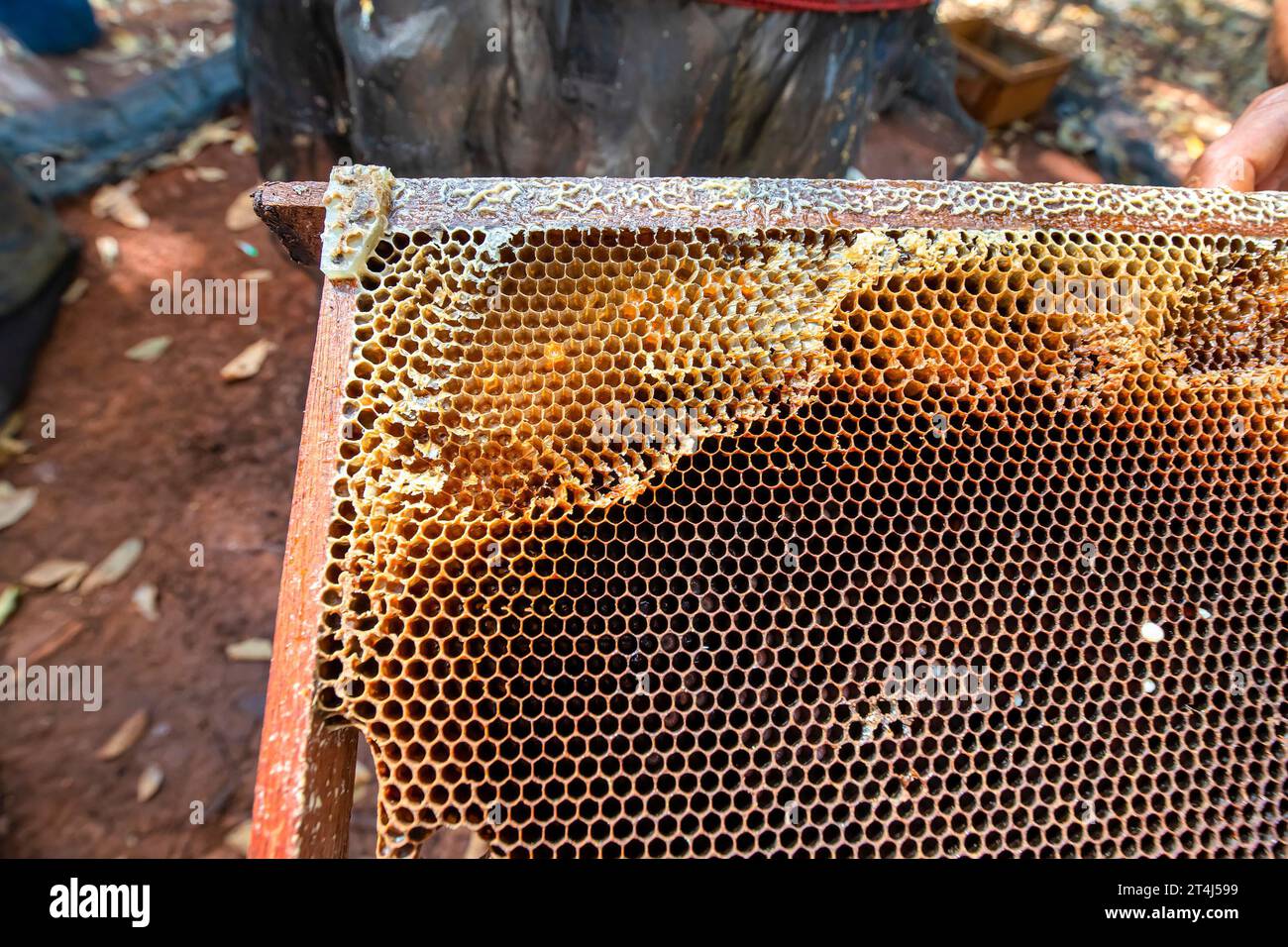 Swarms of bees at the hive entrance in a busy honey bee, flying around ...