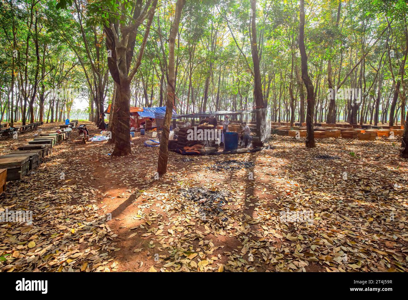 Flying bees. Wooden beehive and bees in farm at rubber forest , Binh ...