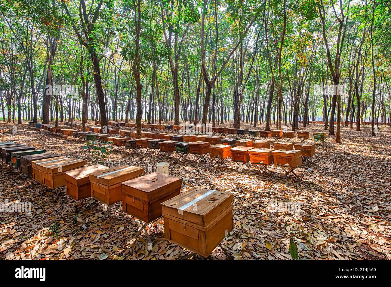 Flying bees. Wooden beehive and bees in farm at rubber forest , Binh ...