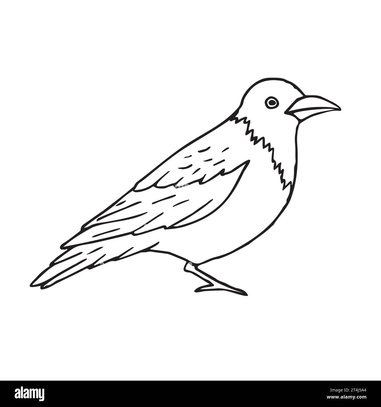 Vector hand drawn doodle sketch crow isolated on white background Stock ...