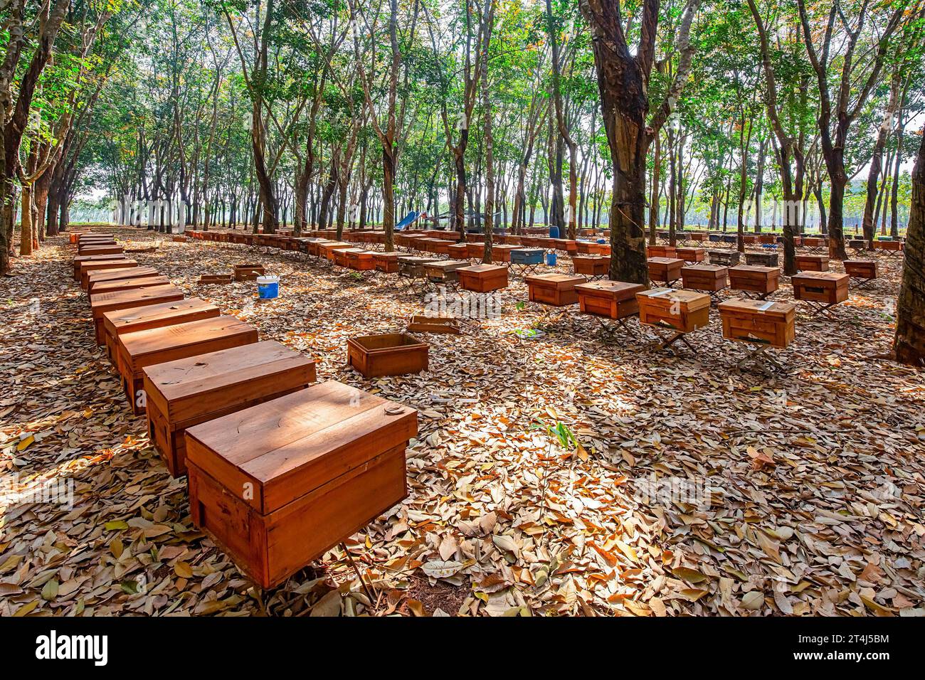 Flying bees. Wooden beehive and bees in farm at rubber forest , Binh ...