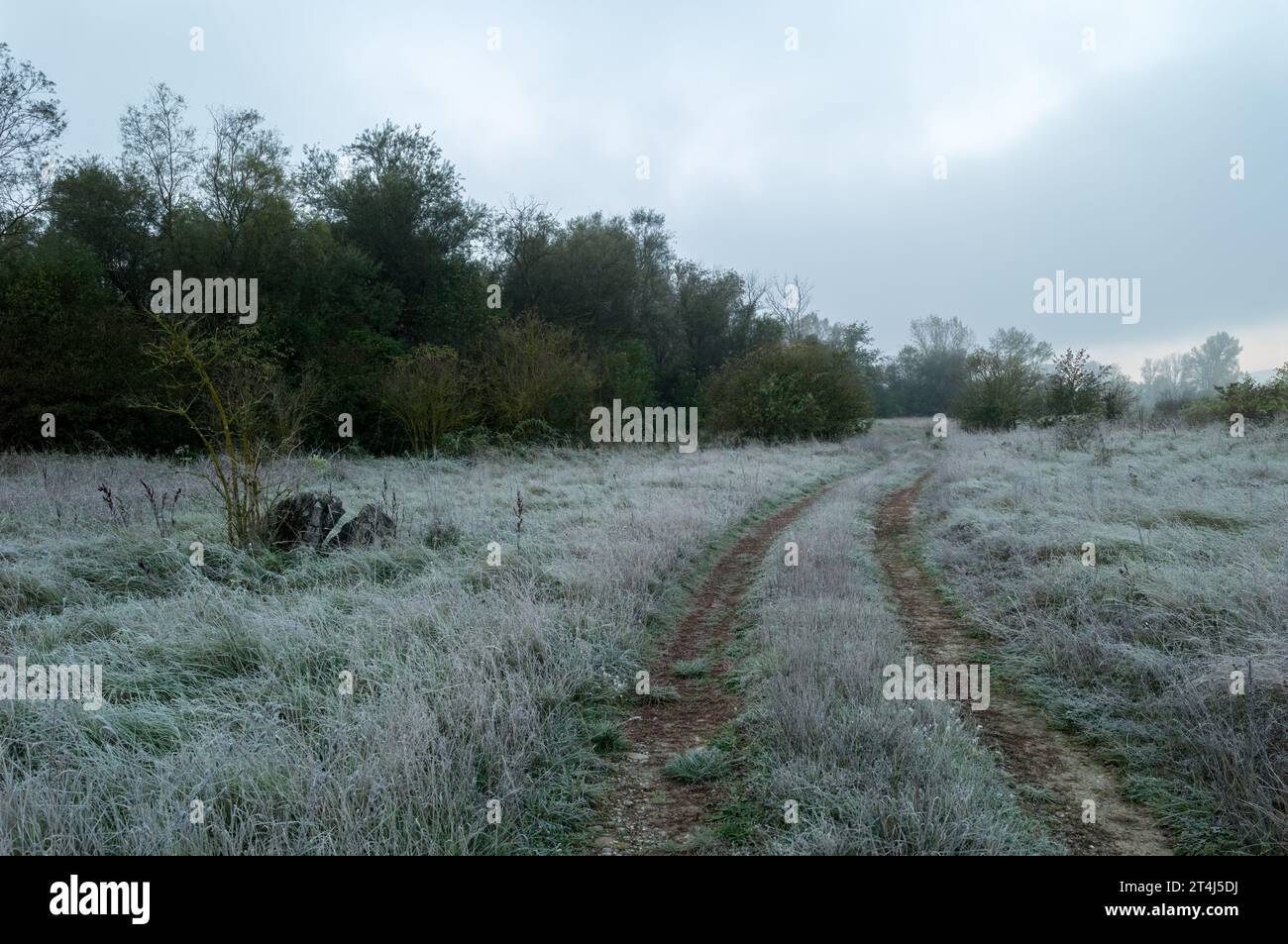 Tall grass path hi-res stock photography and images - Alamy