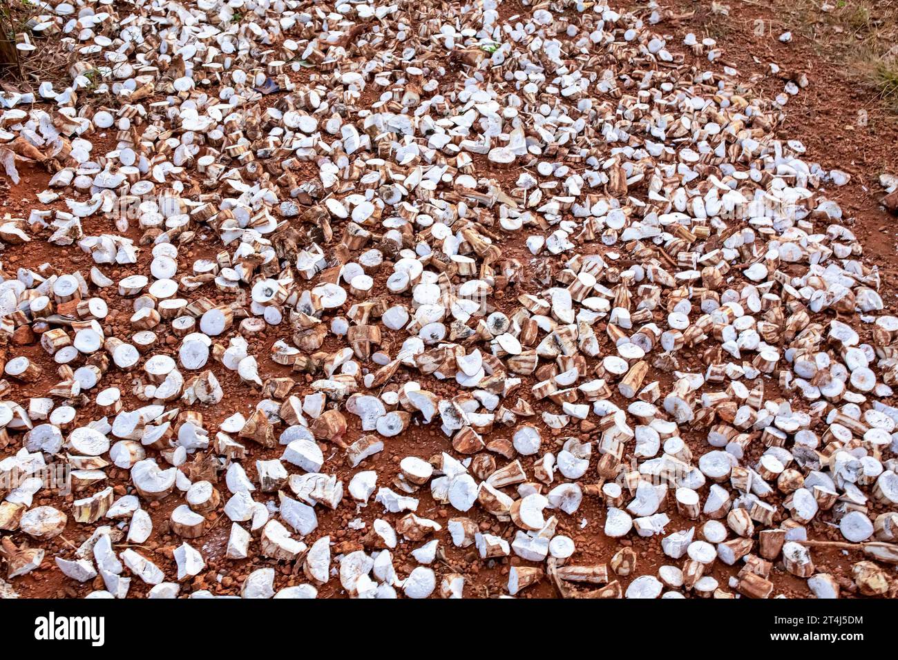 Cassava roots are dried as raw materials for industrial alcohol ...