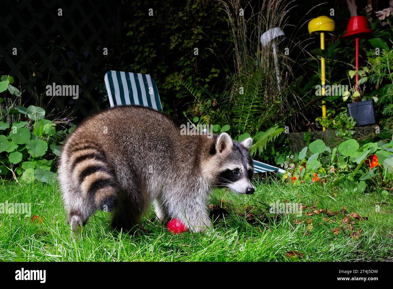 Wunderschone Wildtiere Im Garten Bild