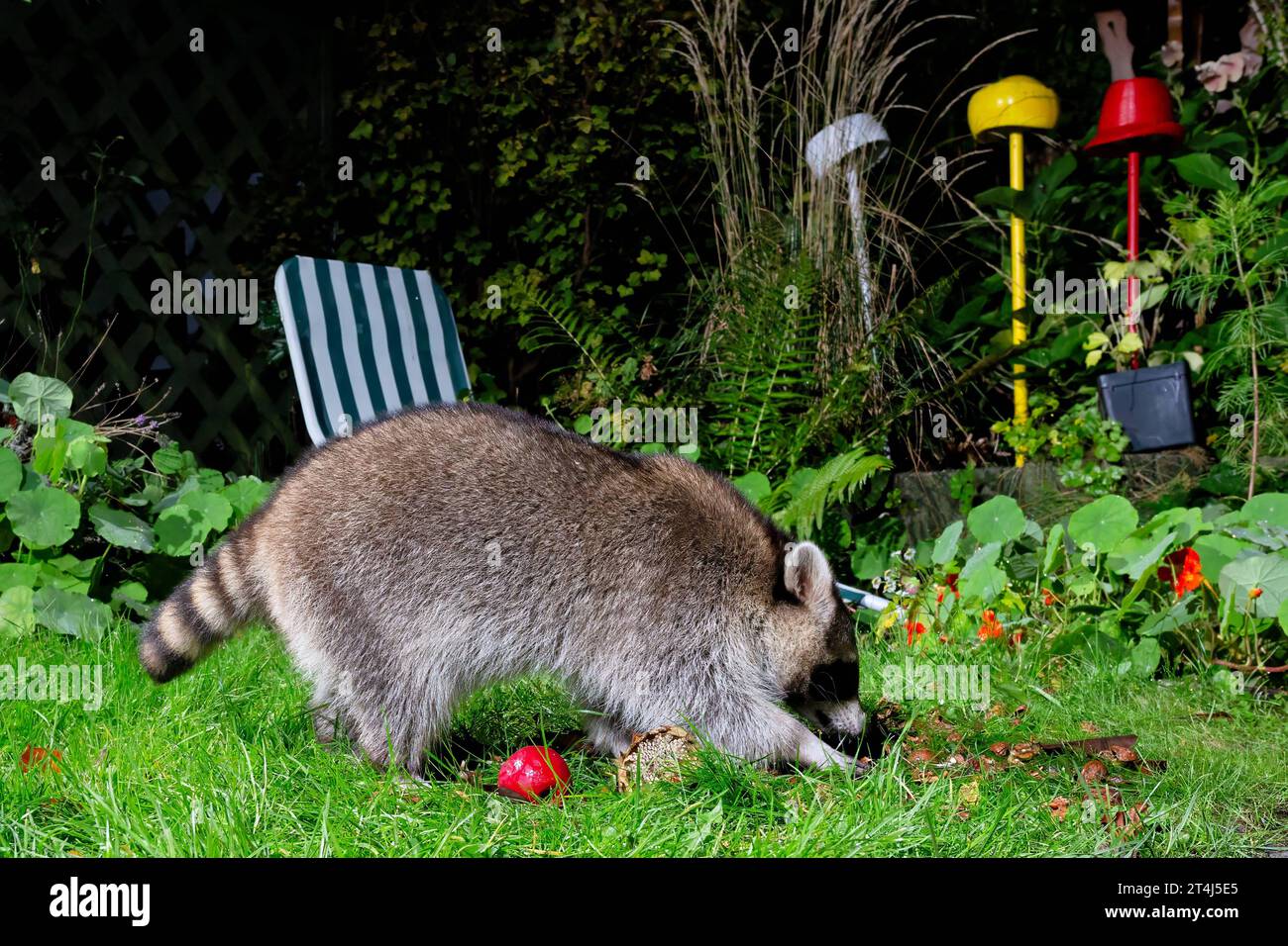 Wunderschone Wildtiere Im Garten Bild