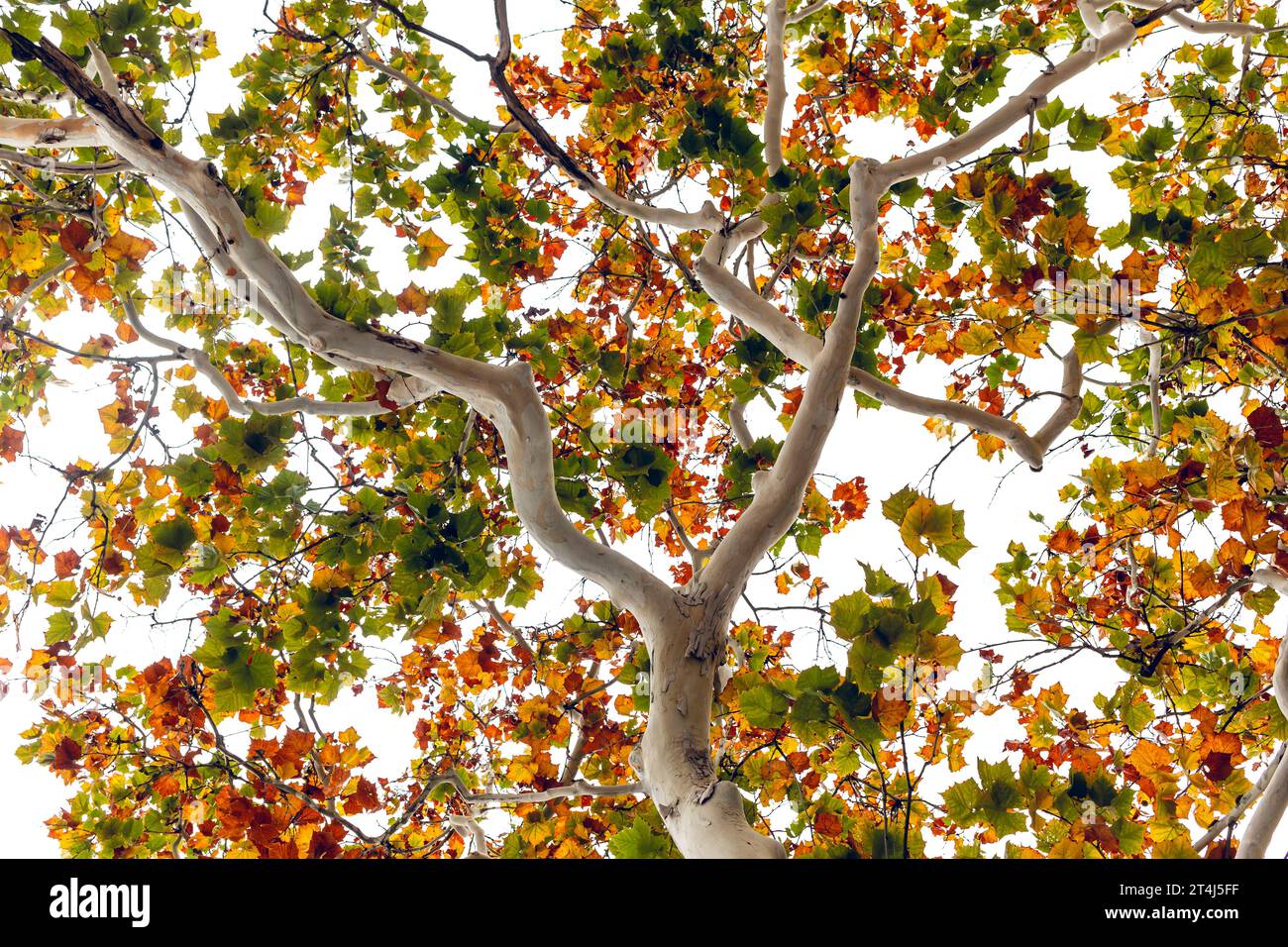 Sycamore tree branch with colorful fall foliage isolated on a white ...