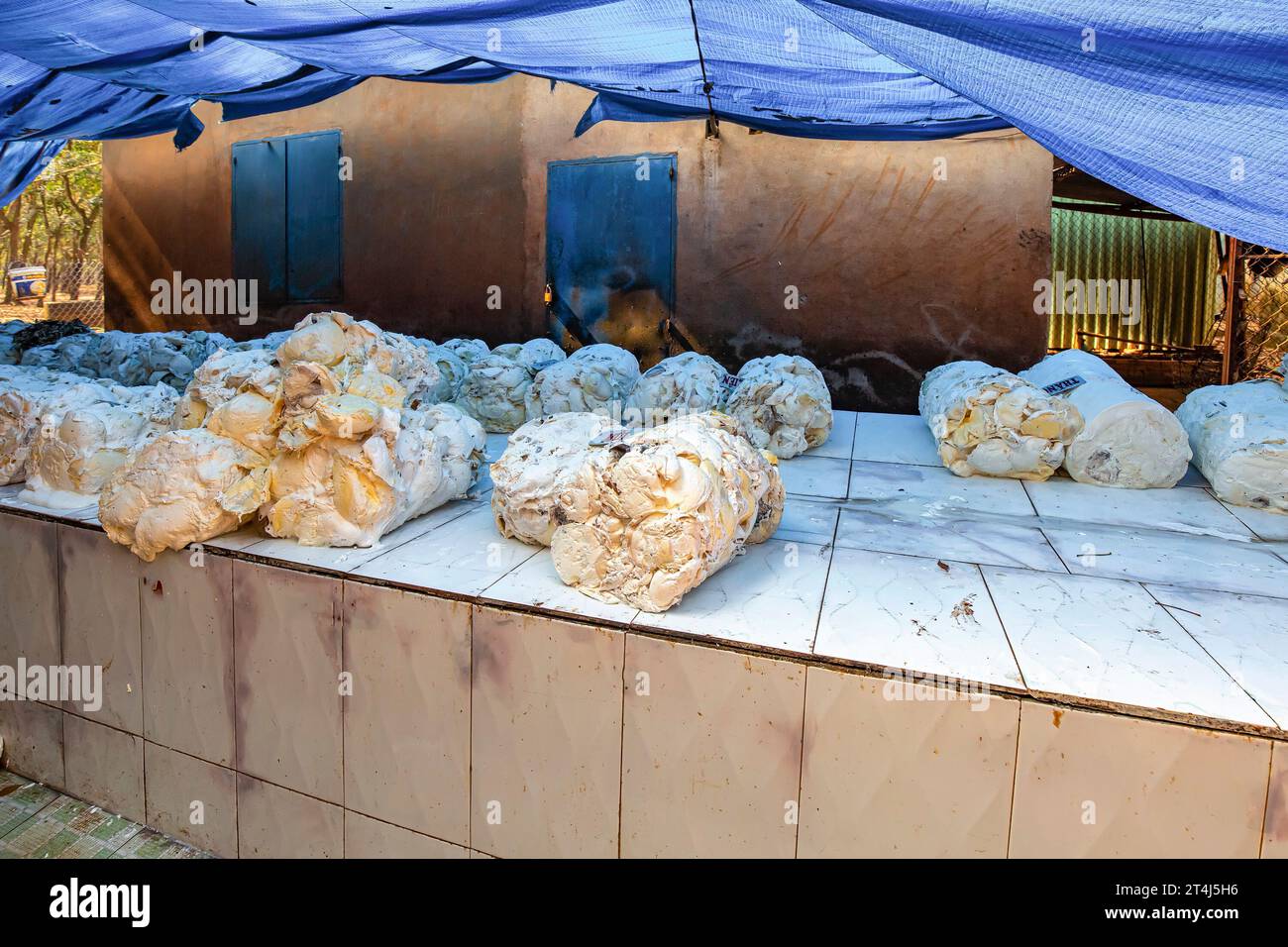 Pile of white rubber cup lumps placed next to each other for industrial ...