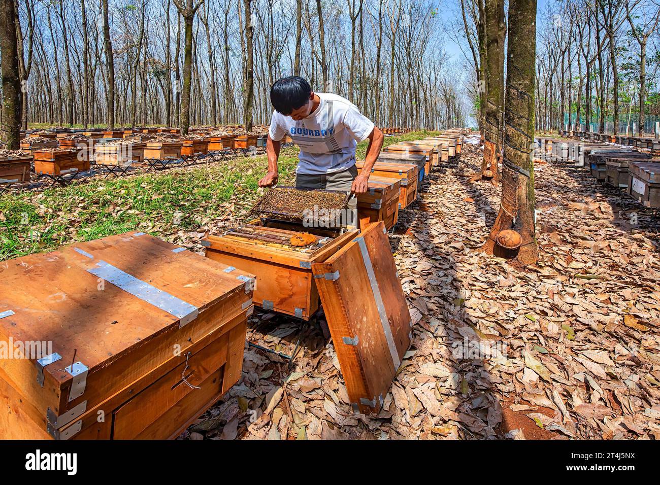 Swarms of bees at the hive entrance in a busy honey bee, flying around ...