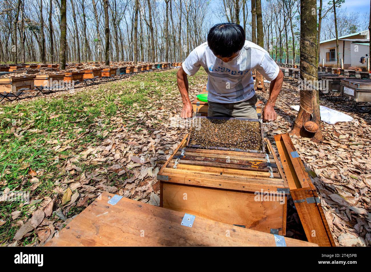 Swarms of bees at the hive entrance in a busy honey bee, flying around ...