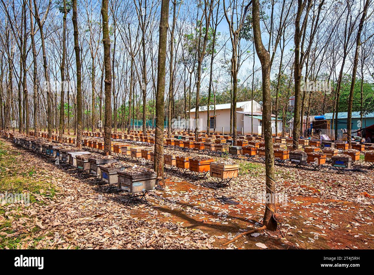 Flying bees. Wooden beehive and bees in farm at rubber forest , Binh ...