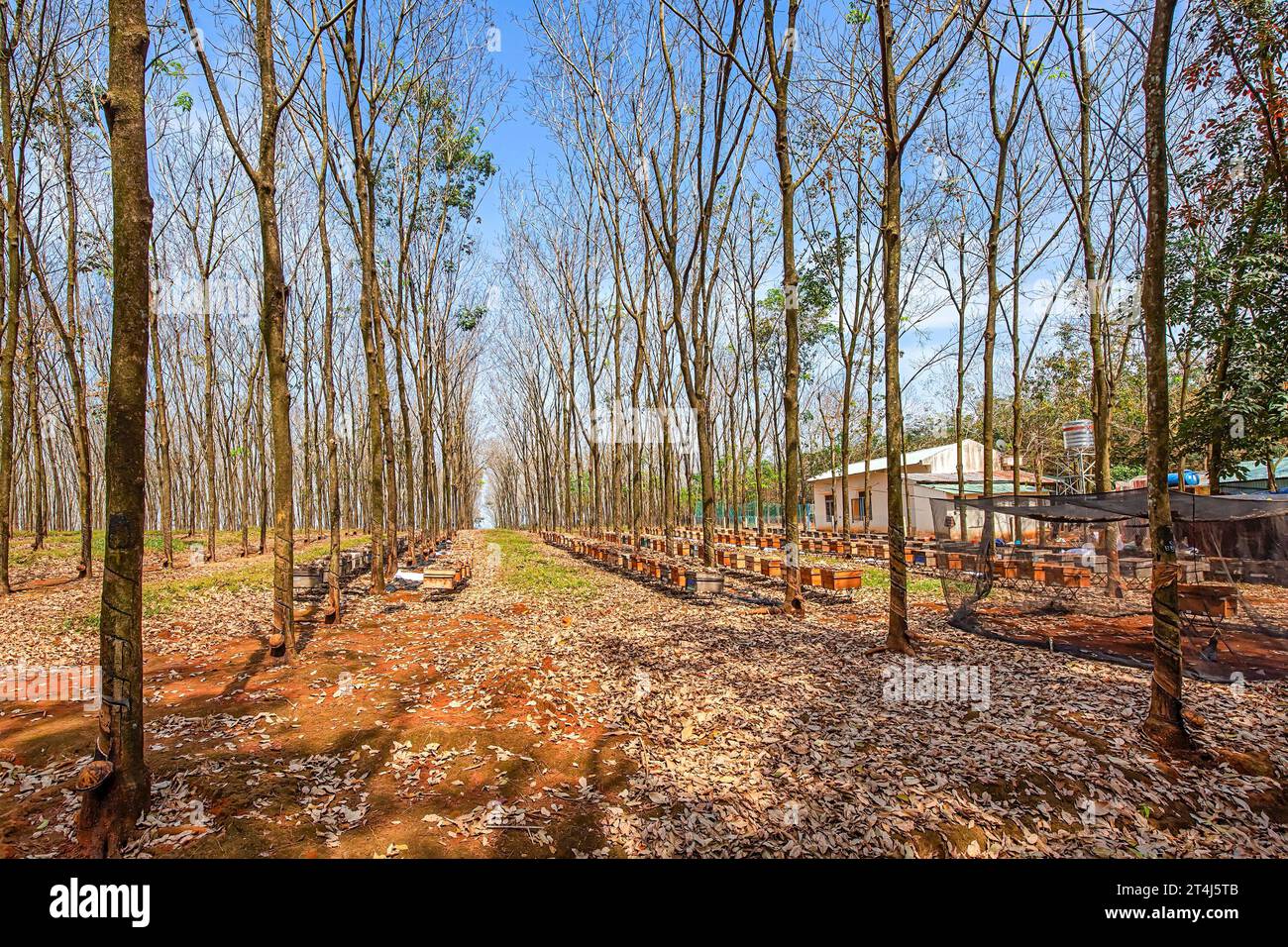 Flying bees. Wooden beehive and bees in farm at rubber forest , Binh ...