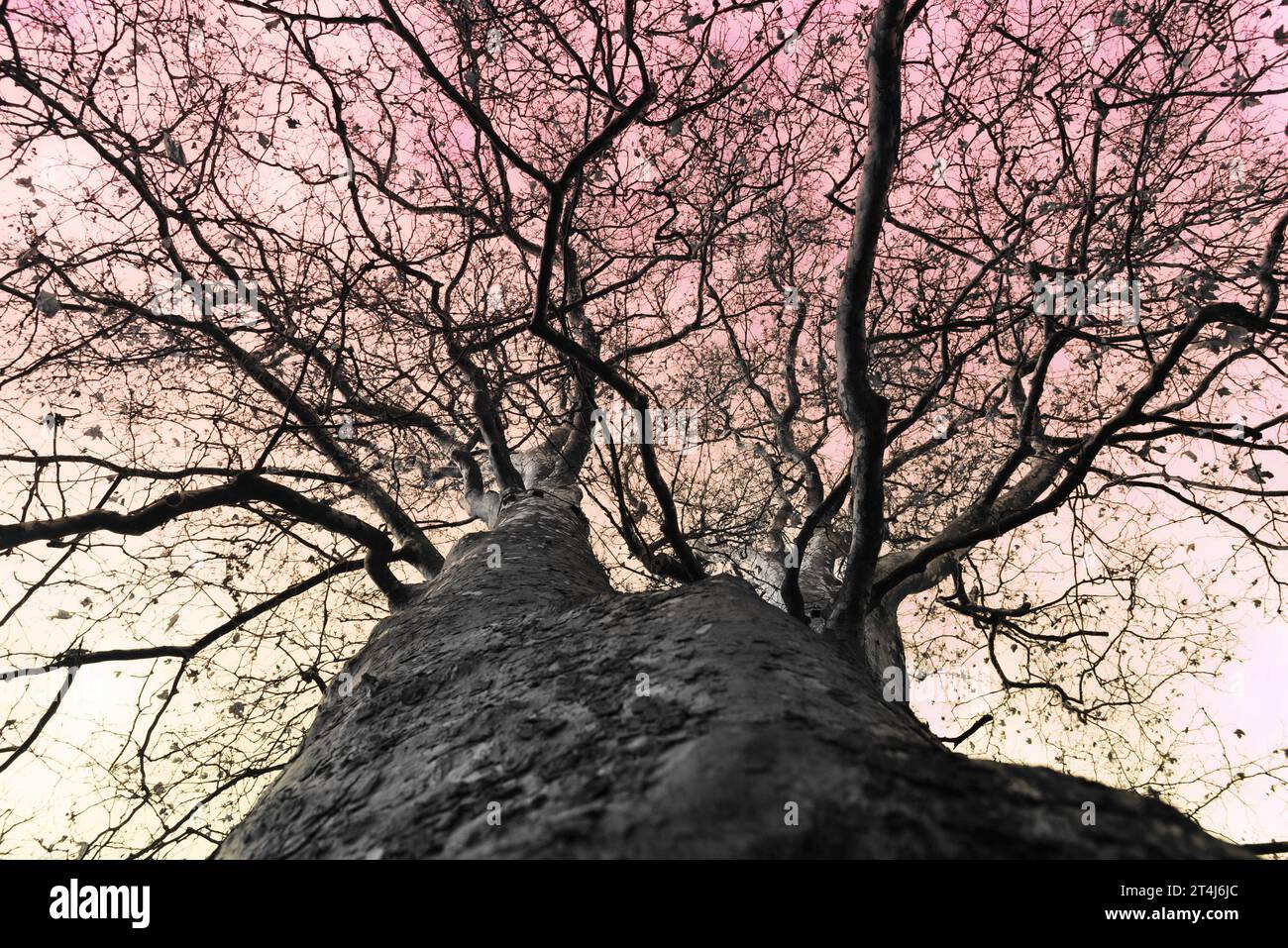 Treemap hi-res stock photography and images - Alamy