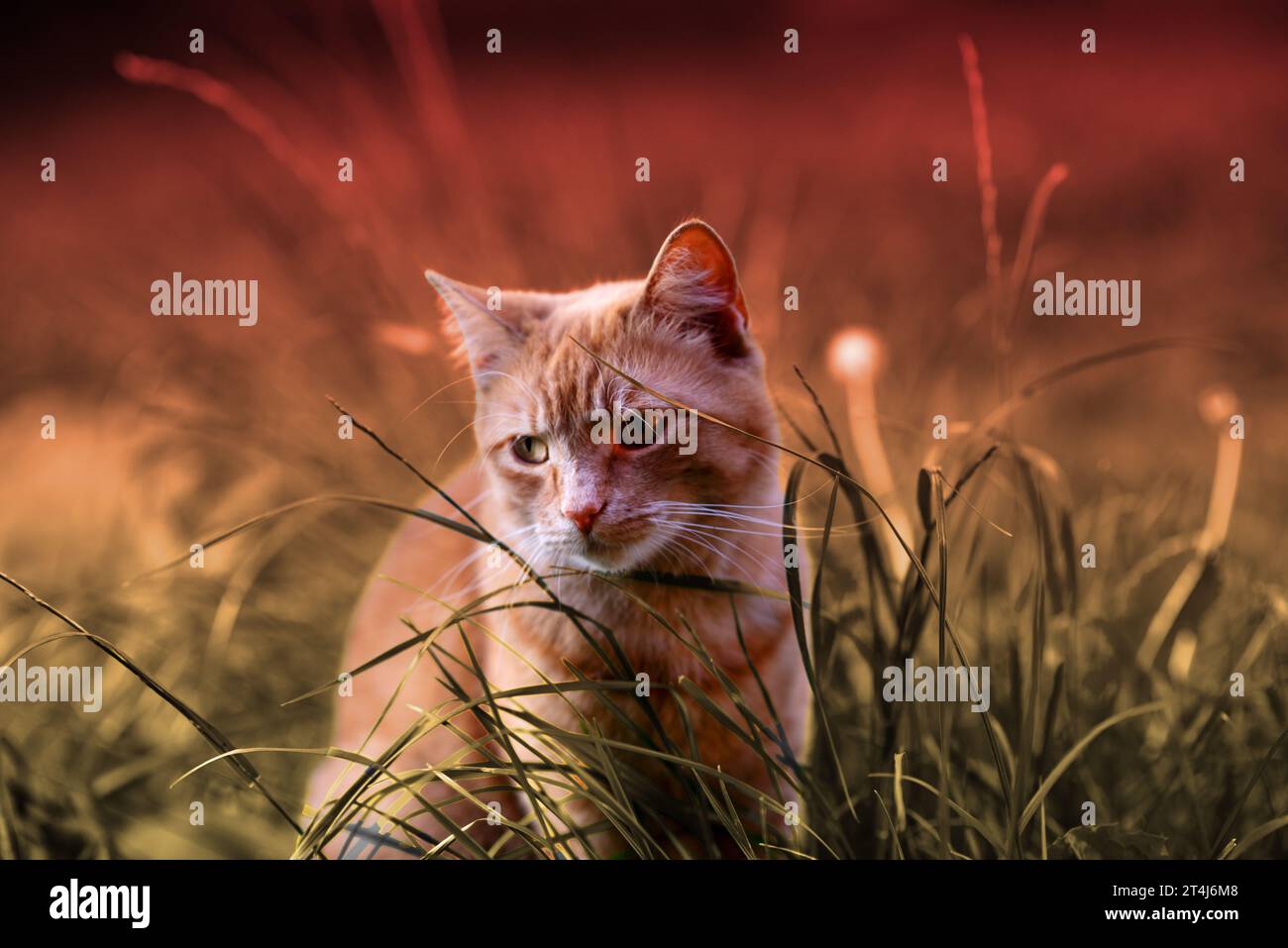 Photoshop cat hi-res stock photography and images - Alamy
