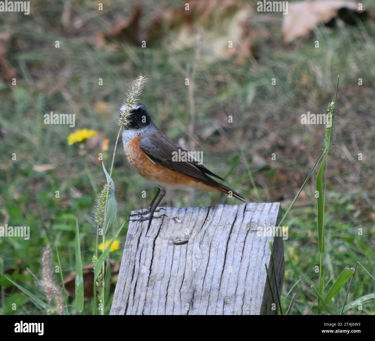 Belly redstart hi-res stock photography and images - Alamy