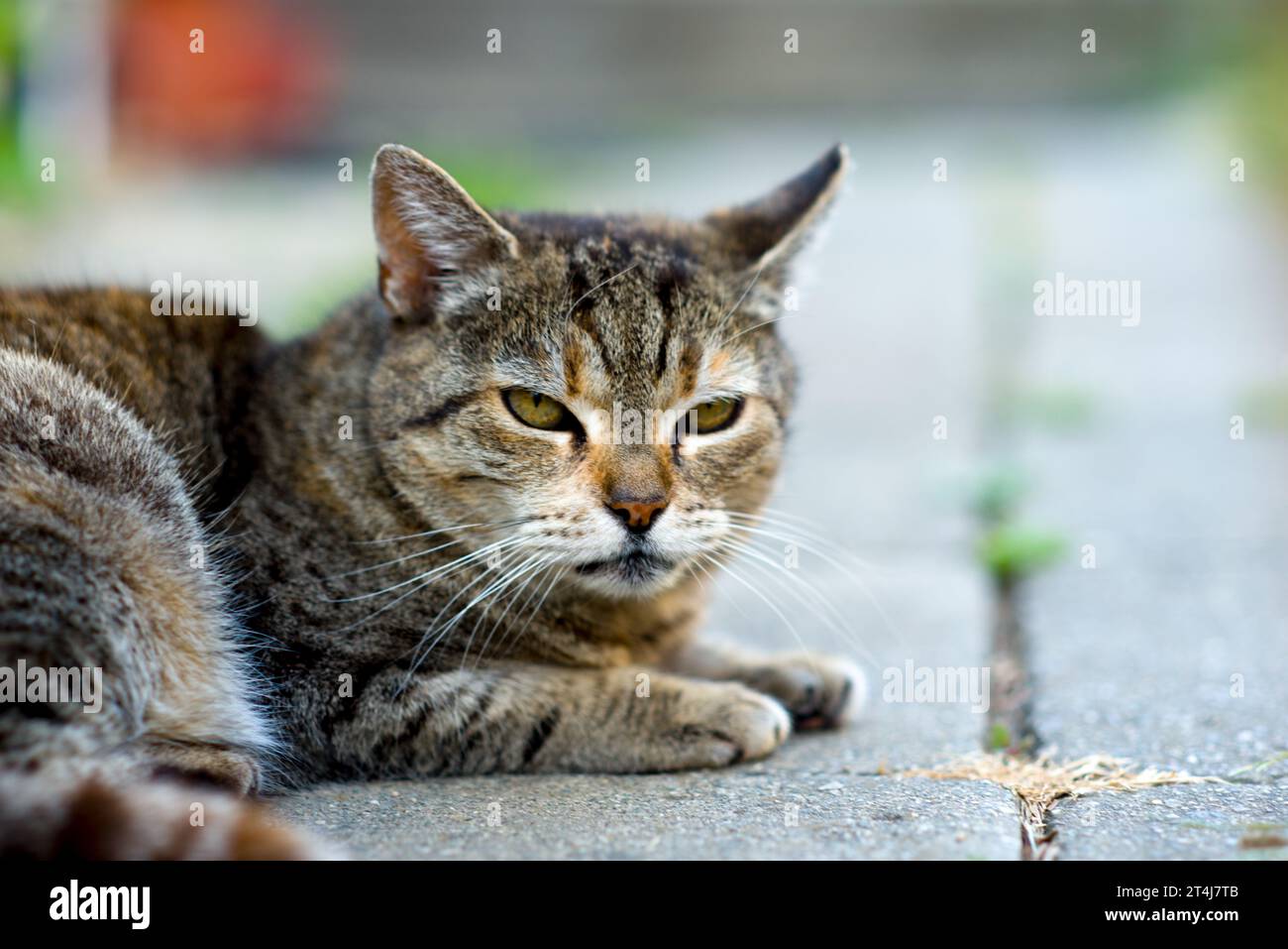 My twenty years old cat. The photo was taken in beautiful town Kyjov in ...