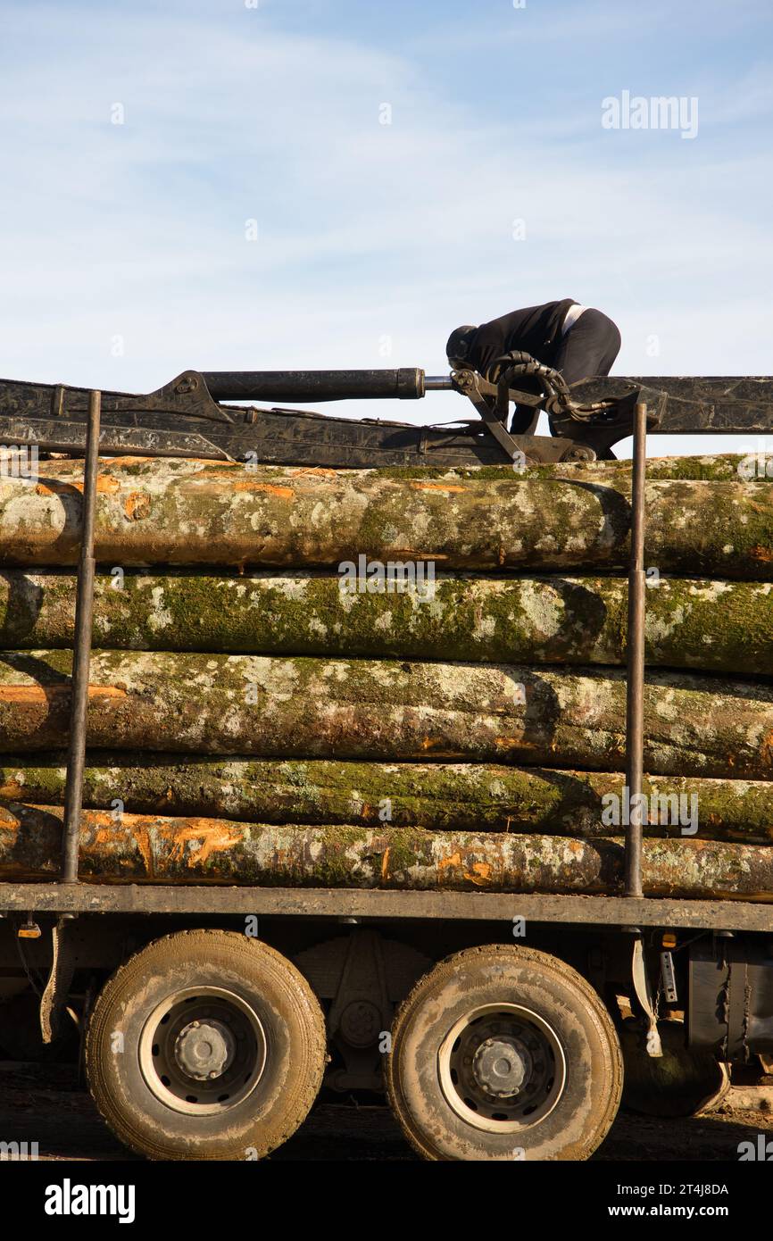 Tree logging for supply in the Lumber Industry Stock Photo - Alamy