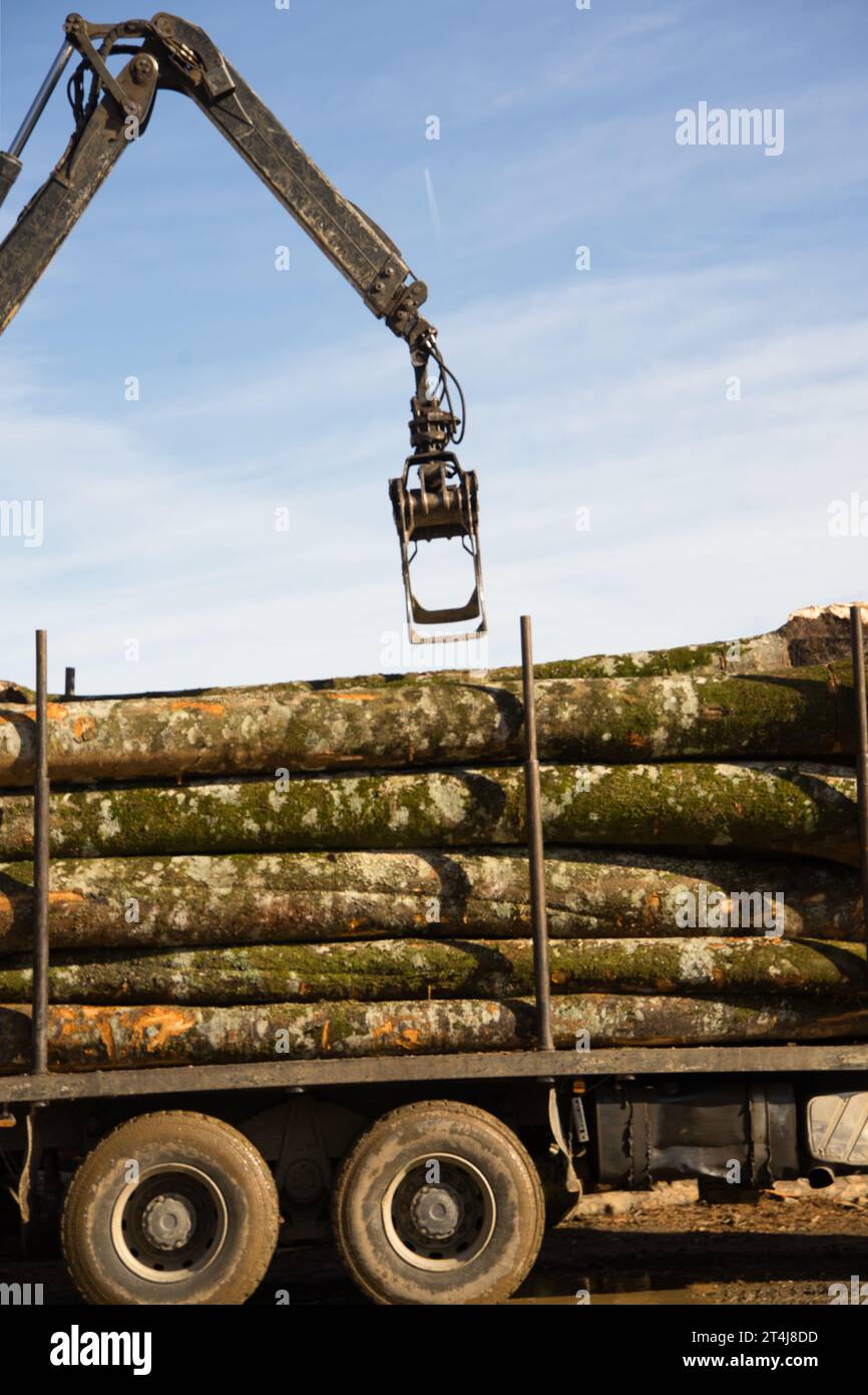 Log transport on a truck in the wilderness Stock Photo - Alamy