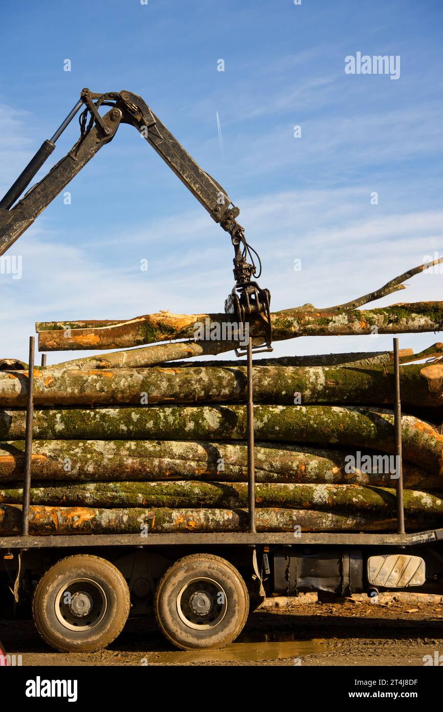 Log transport on a truck in the wilderness Stock Photo - Alamy