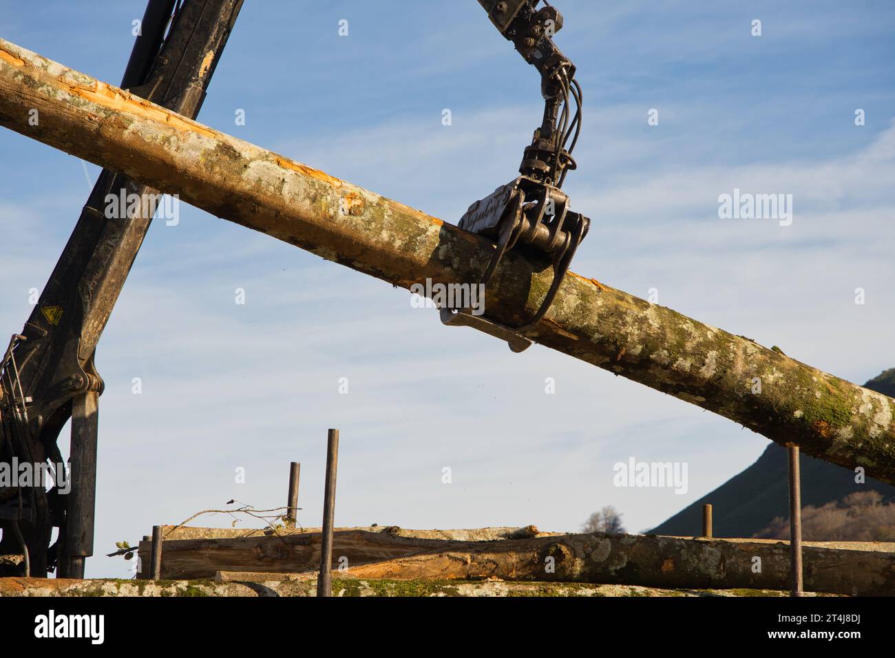 Log transport on a truck in the wilderness Stock Photo - Alamy