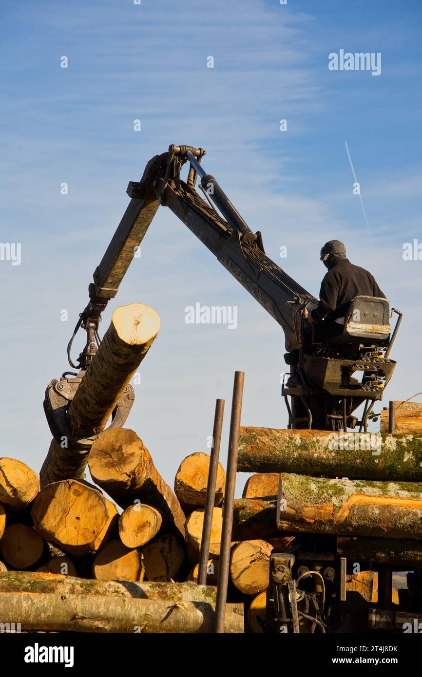 Man working outdoors in the transportation of wooden logs Stock Photo ...