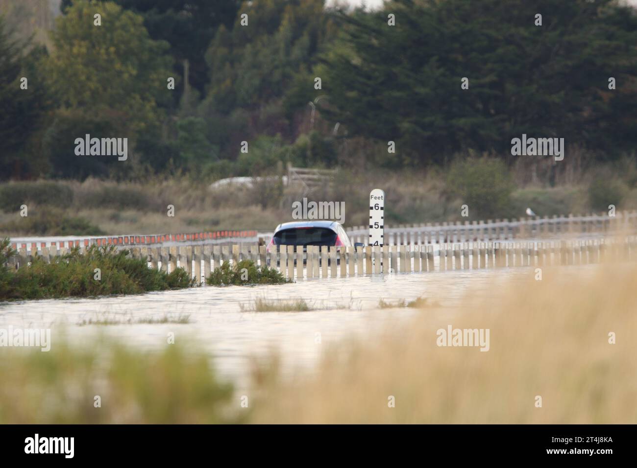 Mersea Island, Essex, UK. 31st Oct, 2023. An extremely high tide cut ...