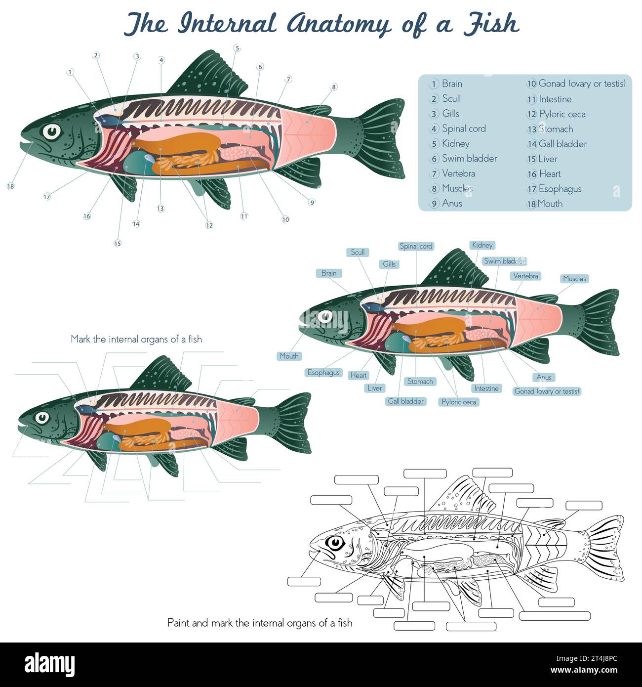 Anatomy of swim Cut Out Stock Images & Pictures - Alamy