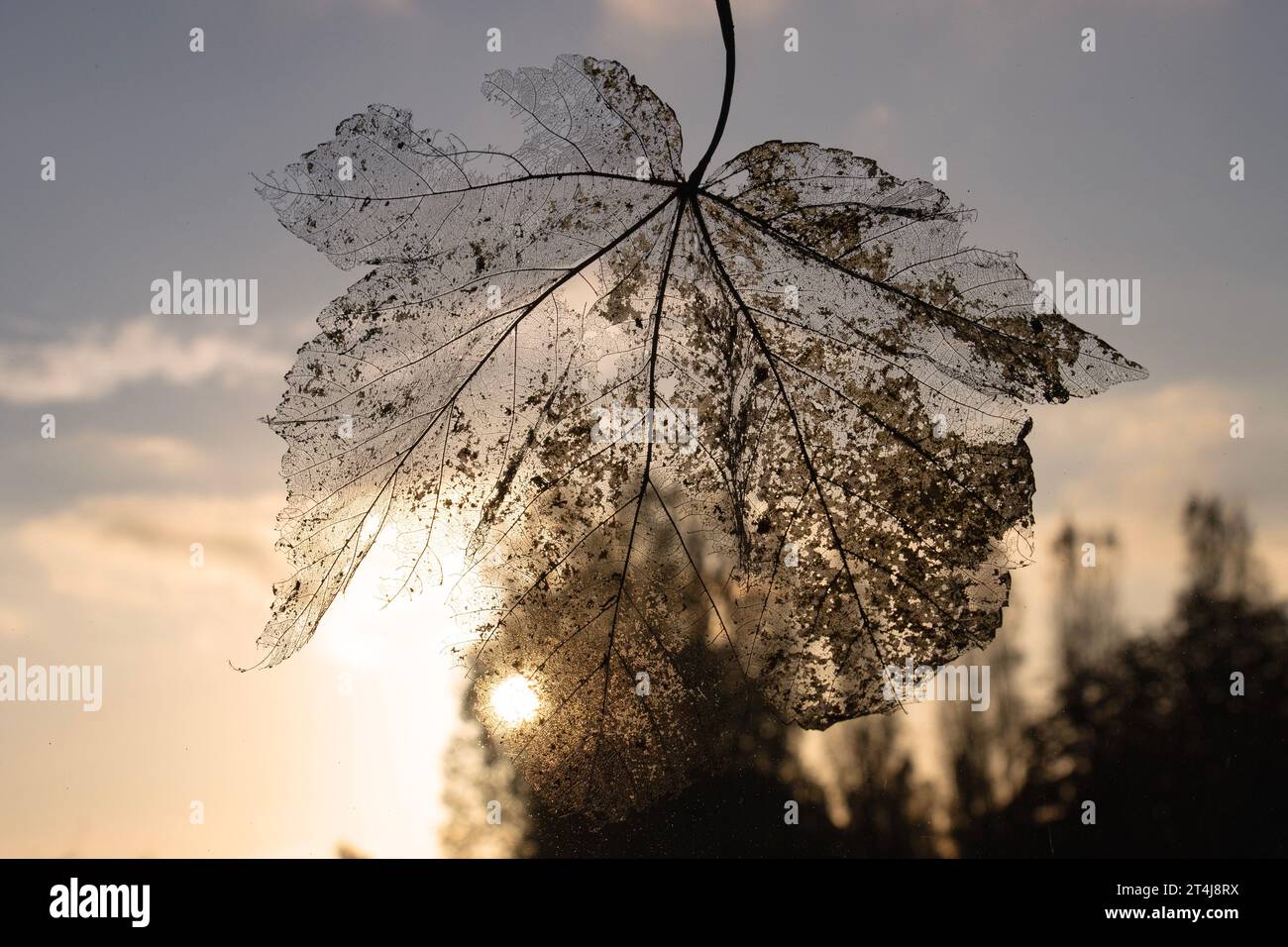 The skeletal remains of a Sycamore leaf. Edible tissues have been eaten ...