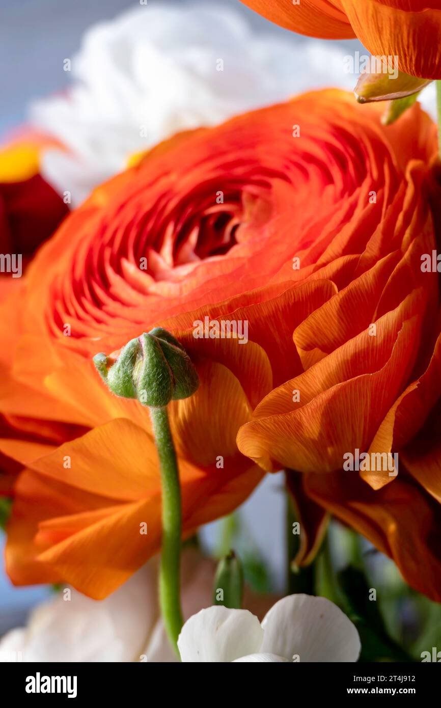 Stunning close-up photo of an orange garden buttercup flower in full ...