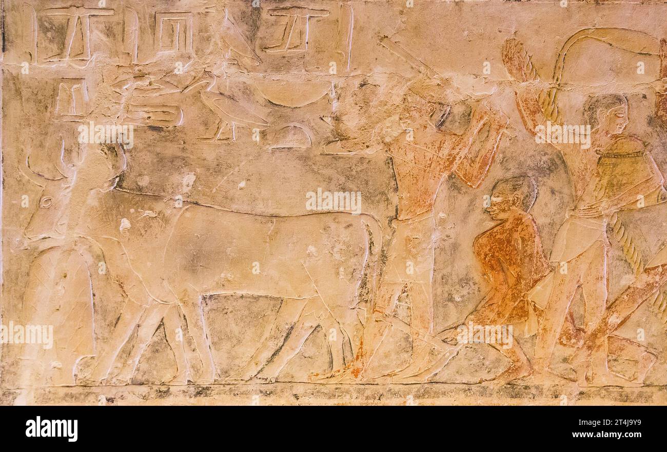 Egypt, Saqqara, tomb of Mehu, agriculture : Ploughing and sowing Stock ...