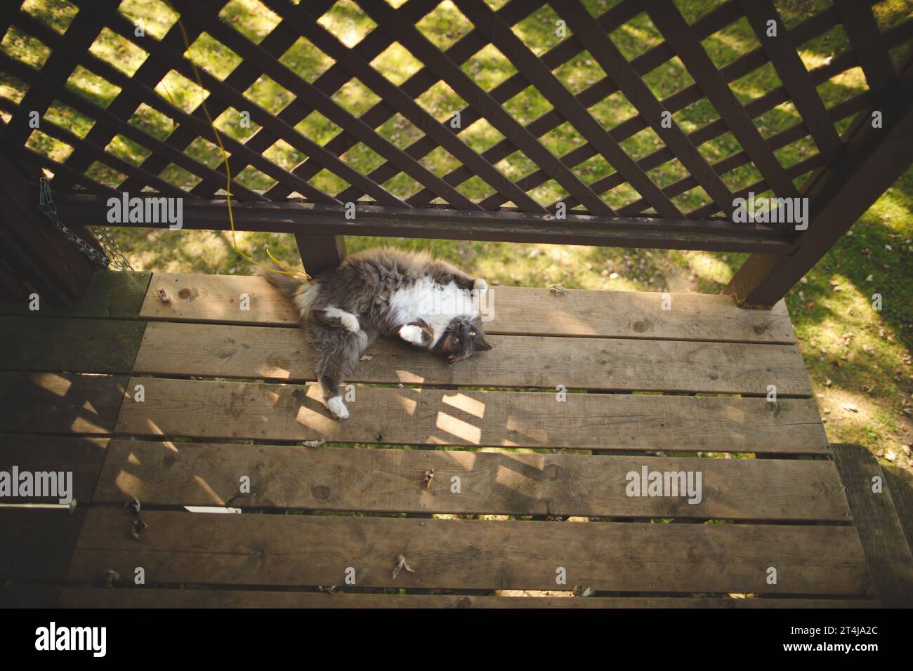 A cat napping peacefully on a sun-drenched wooden porch, basking in the ...