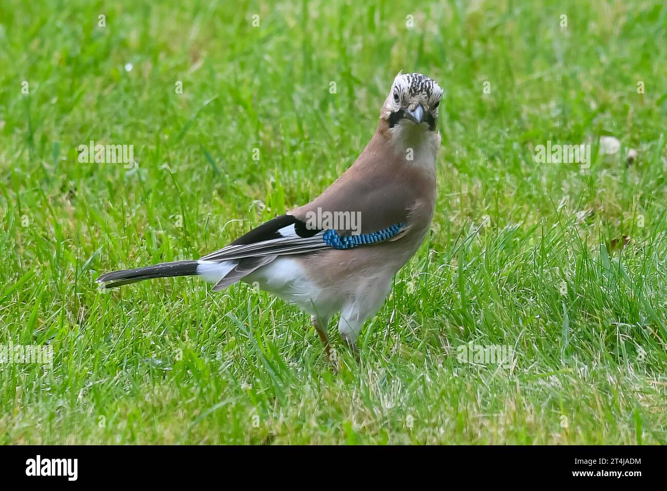 Jay hunt 2023 hi-res stock photography and images - Alamy