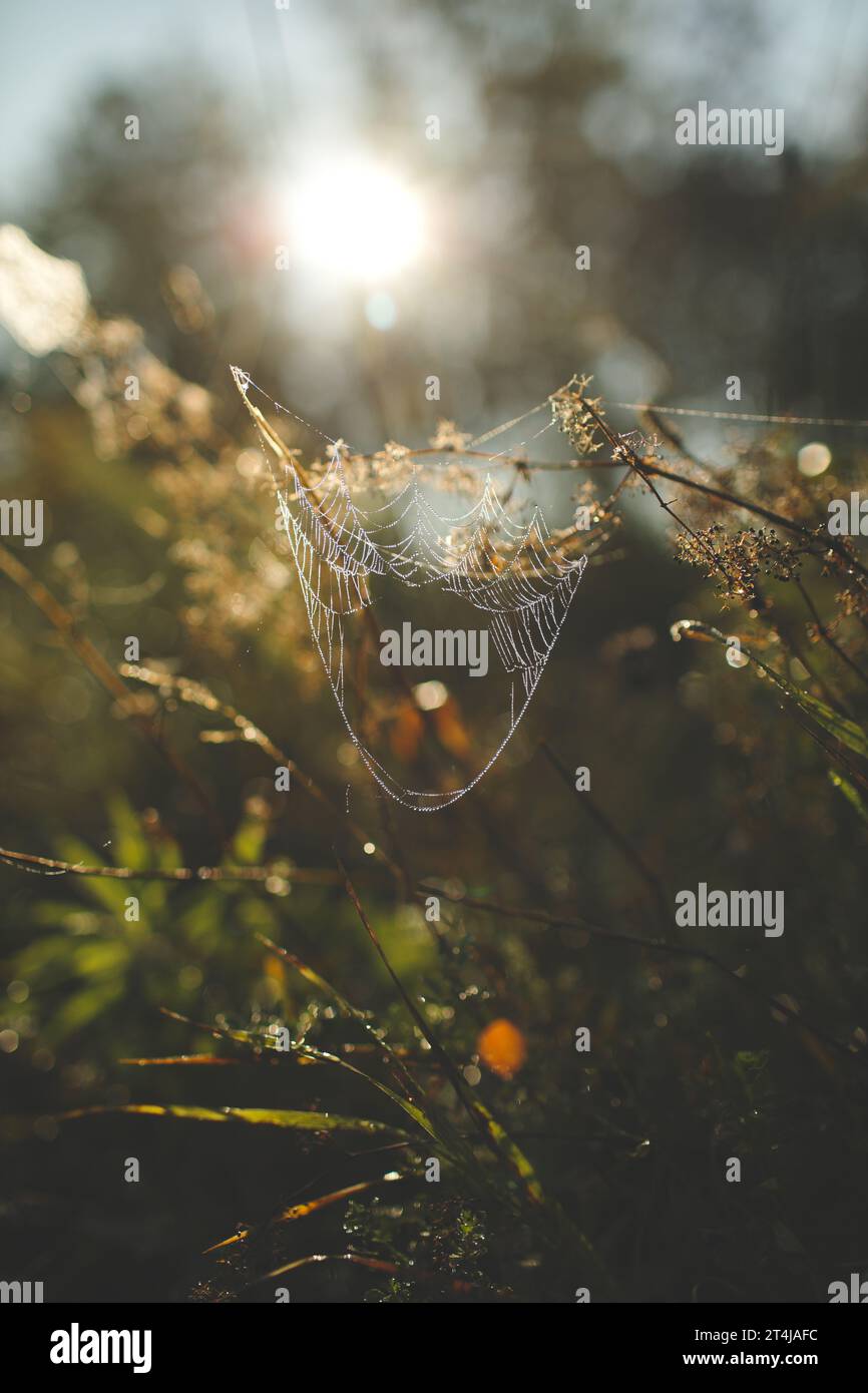 A vibrant, sun-drenched spider web made of delicate strands Stock Photo ...