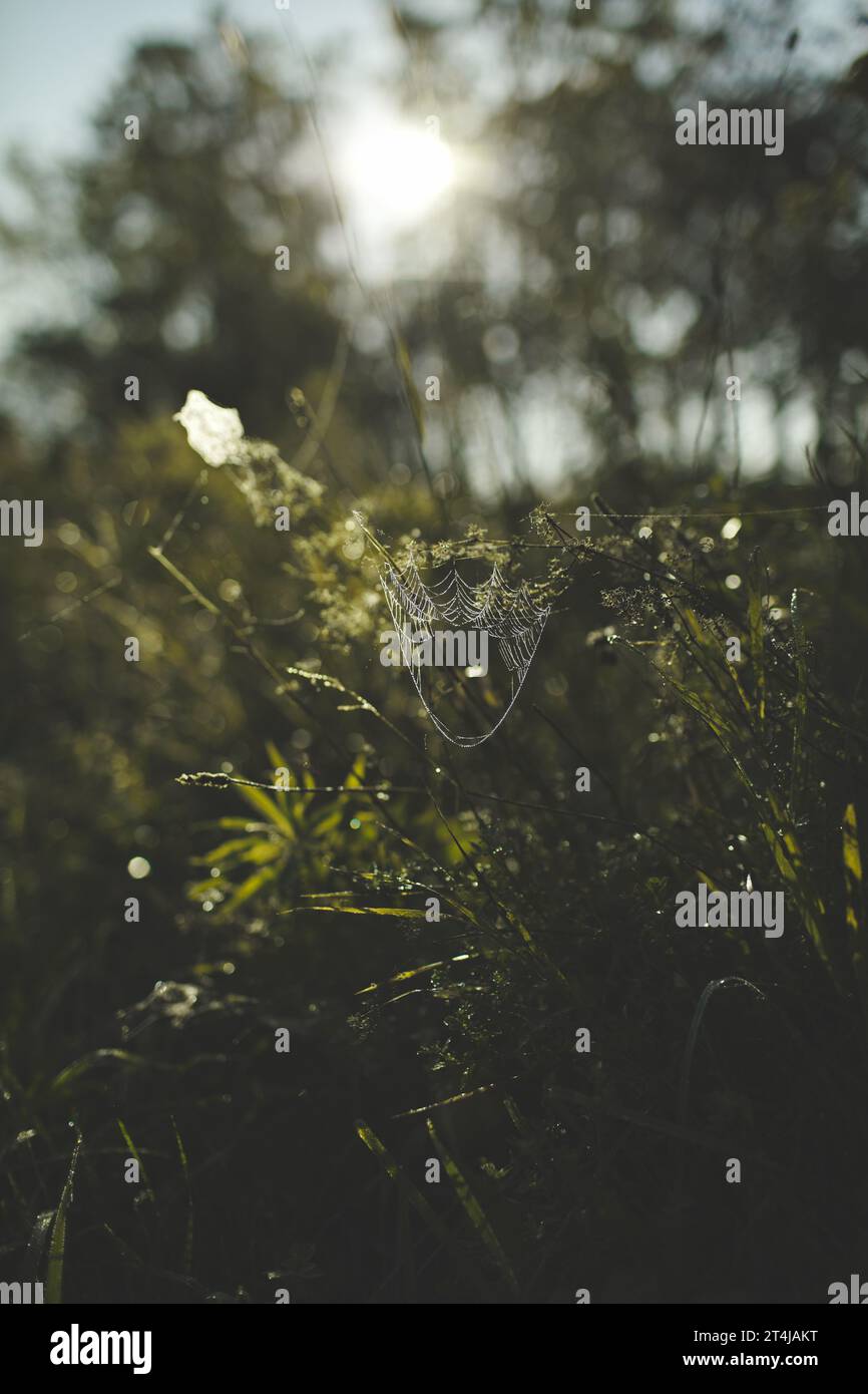 Drenched spider web hi-res stock photography and images - Alamy