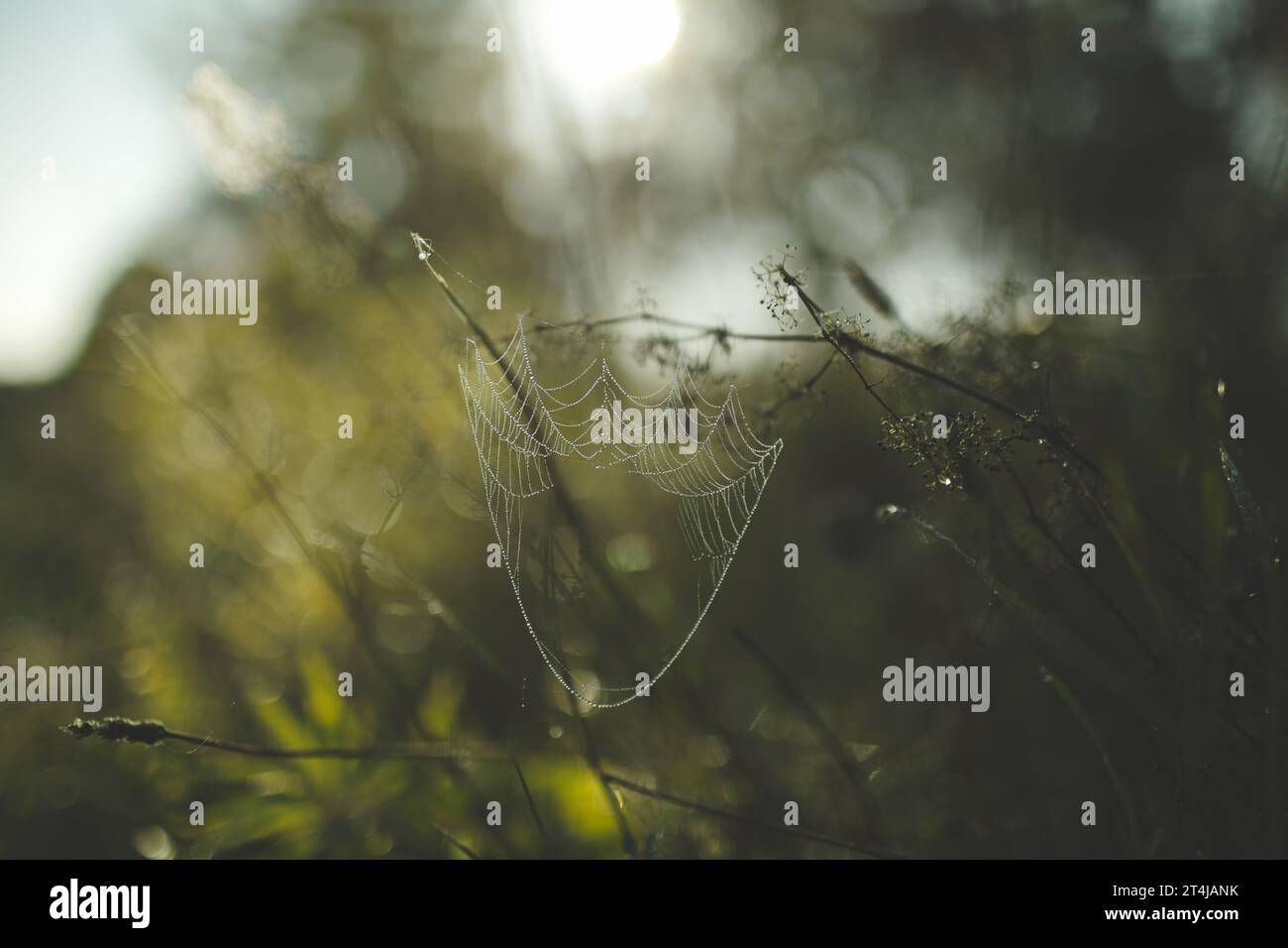 A vibrant, sun-drenched spider web made of delicate strands Stock Photo ...