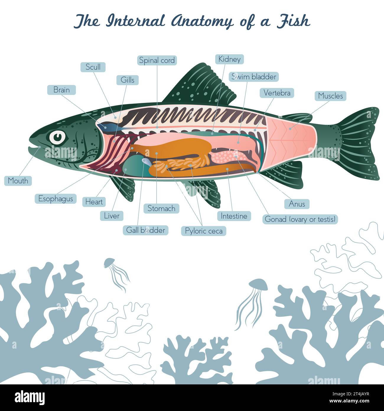 Cross section of the urinary bladder Stock Vector Images - Alamy