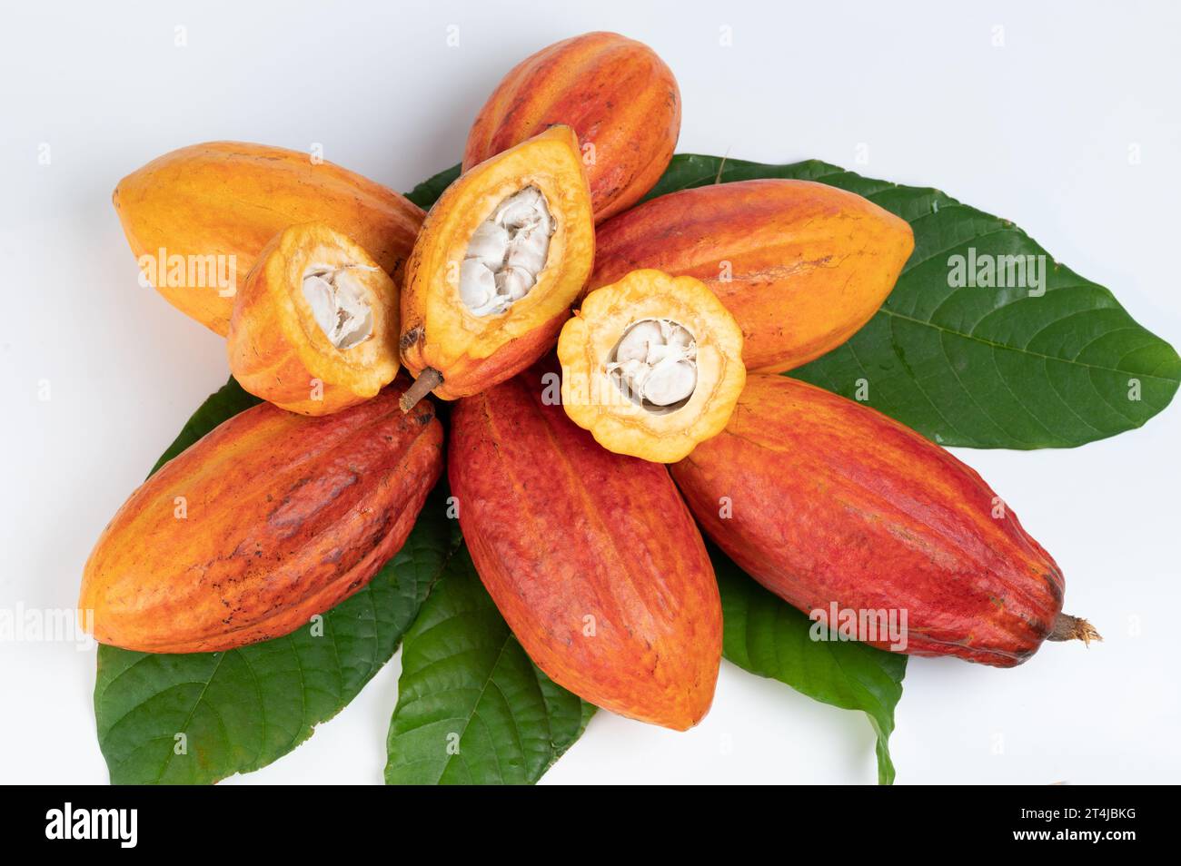 Harvest of fresh cacao pods lay on green leafs isolated on white studio ...
