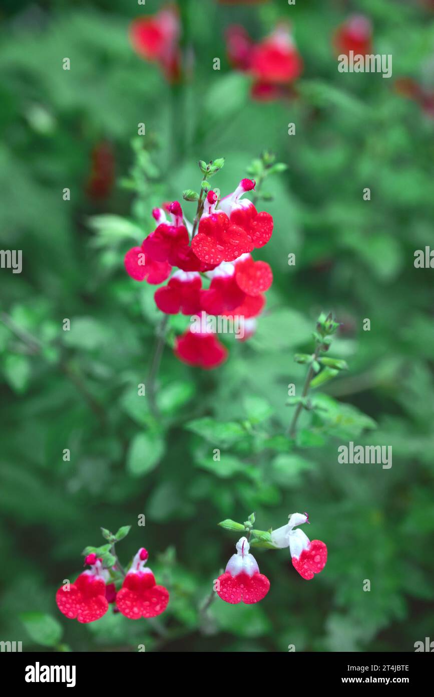 Salvia red 'Hot Lips' Flowers Stock Photo - Alamy
