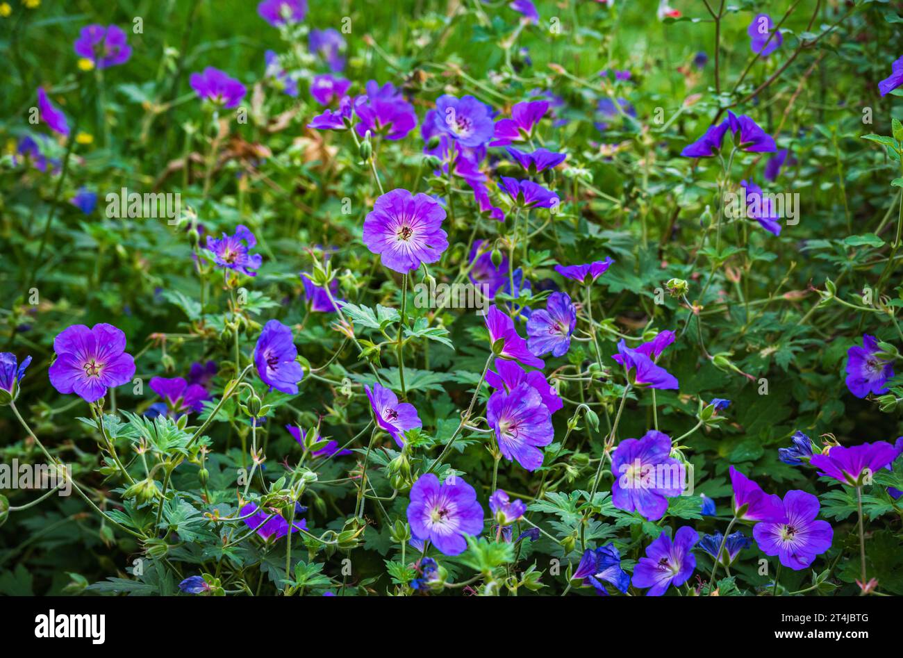 Purple blue flowers of Geranium rozanne bush Stock Photo - Alamy