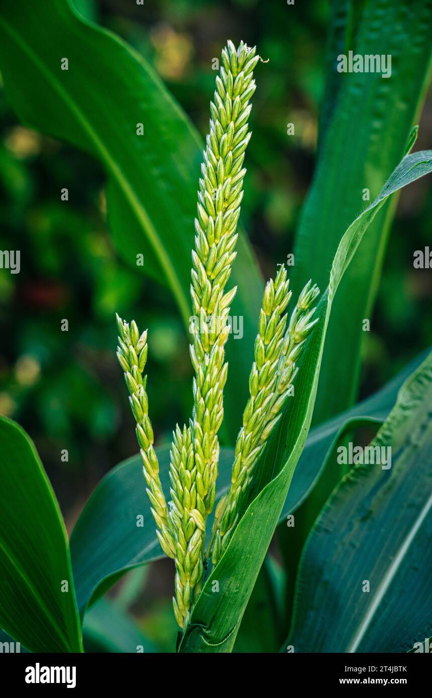 The tiny flowers of the tassel male part Stock Photo - Alamy