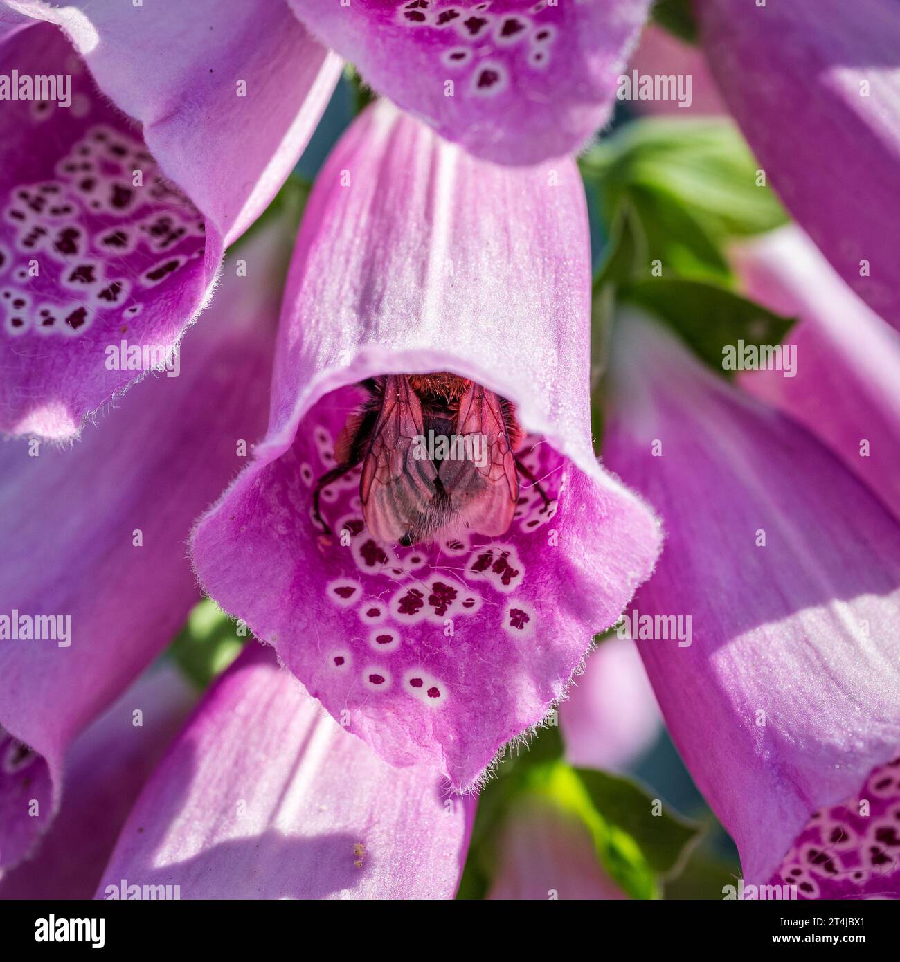A bumblebee inside a bell flower Stock Photo - Alamy