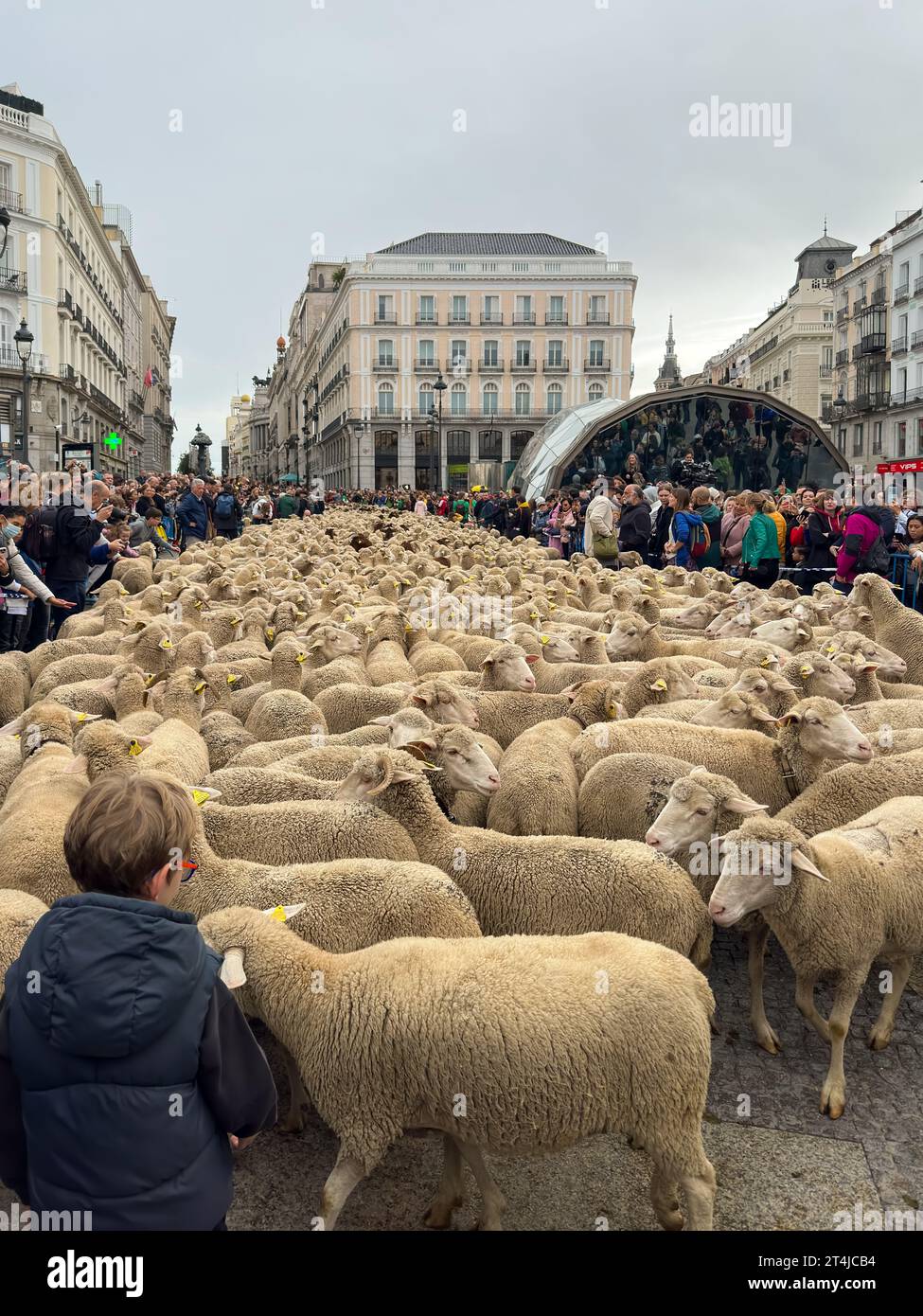 Madrid, Spain - October 23, 2023: Fiesta de la Trashumancia, sheep and ...