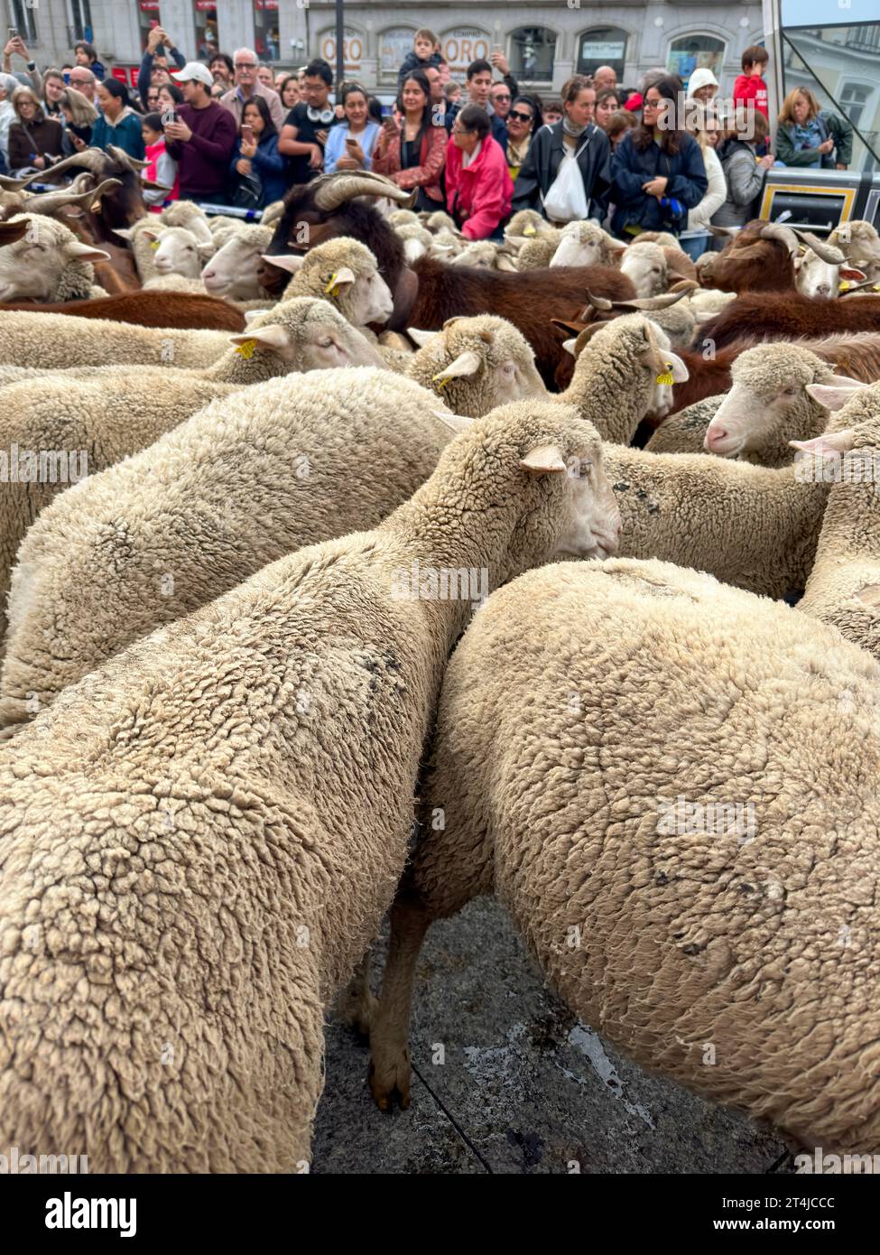 Madrid, Spain - October 23, 2023: Fiesta de la Trashumancia, sheep and ...