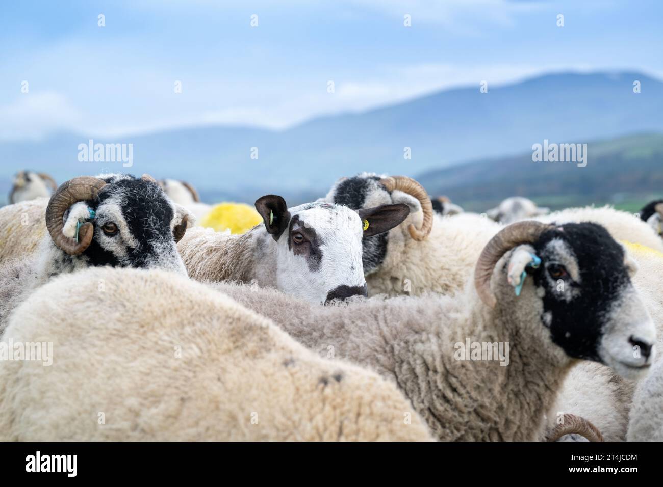 Ram ewe and lamb hi-res stock photography and images - Alamy