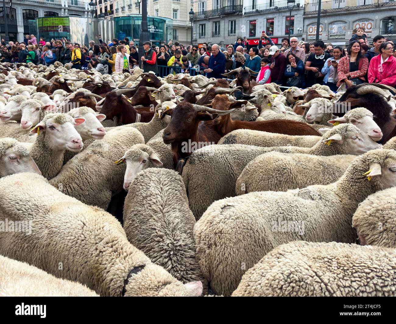 Madrid, Spain - October 23, 2023: Fiesta de la Trashumancia, sheep and ...