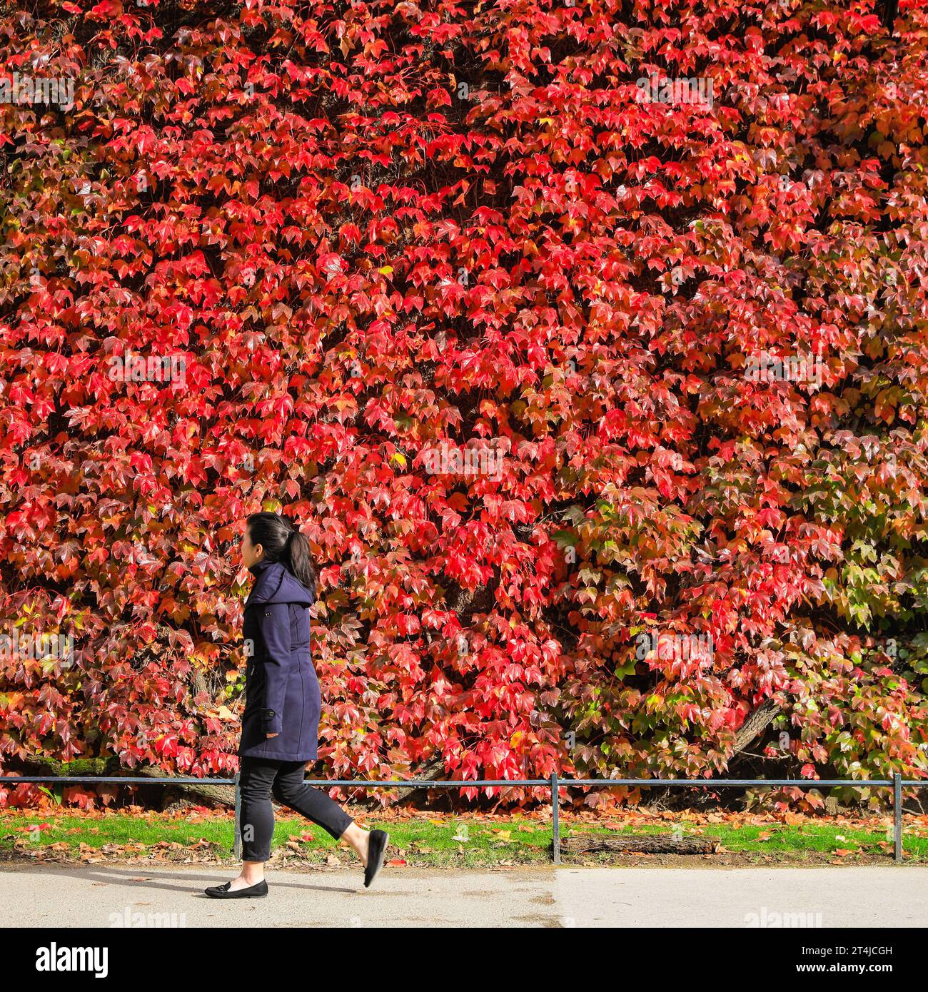 London, UK. 31st Oct, 2023. People walk and cycle past the autumnal ...